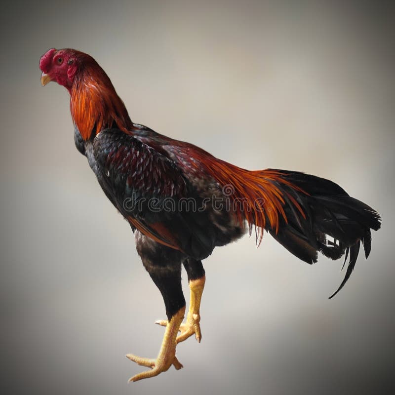 FIGHTING ROOSTER IMAGE stock illustration. Illustration of domestic ...