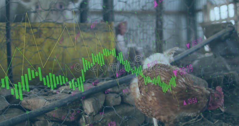 Image of Financial Data Processing Over Chickens and Pigs at Farm Stock ...