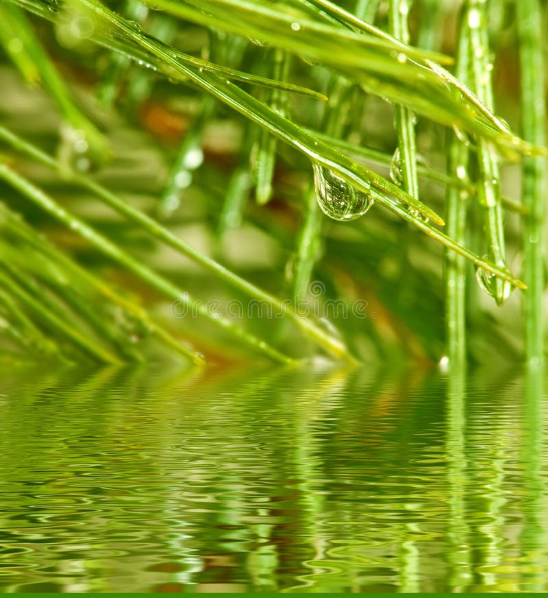 Image of Fir Branches Above the Water Close-up Stock Image - Image of ...