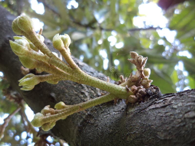 Duriyan Flower of Sri Lanka Stock Photo - Image of tree, flower: 120989424