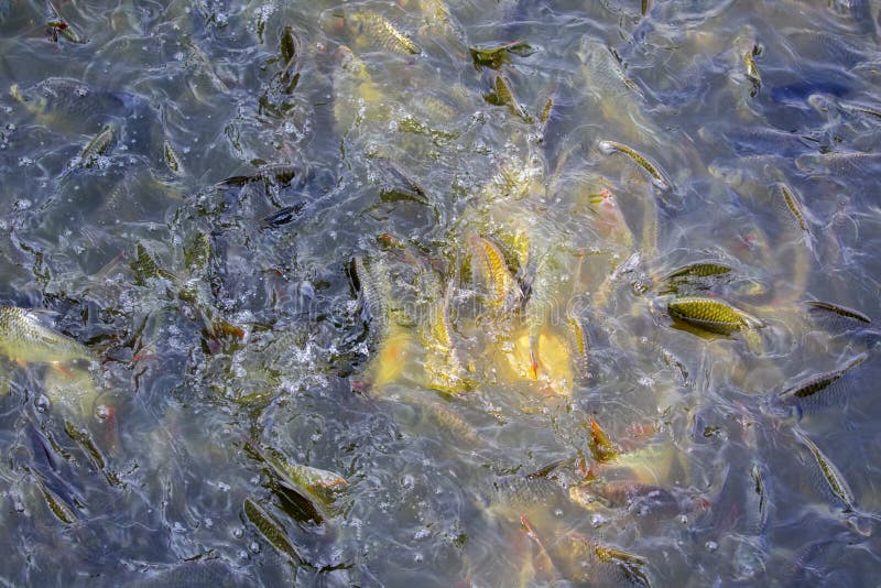 Image of a Fish Herd in the WaterJava Barb, Silver Barb Stock Photo ...