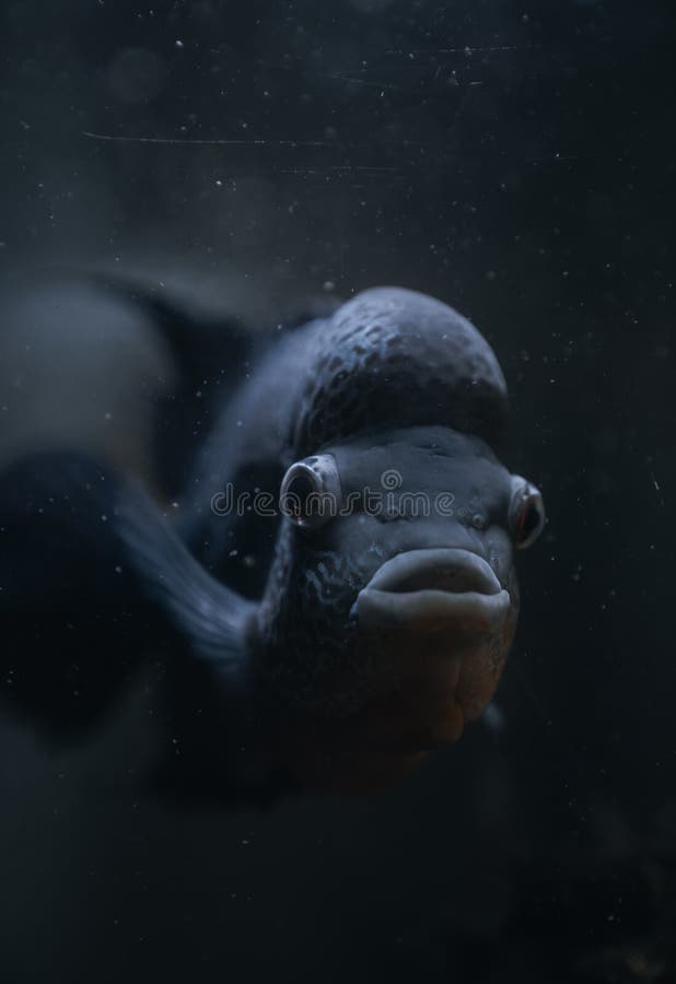 An Image of a Fish that is Looking at the Camera Stock Image - Image of ...