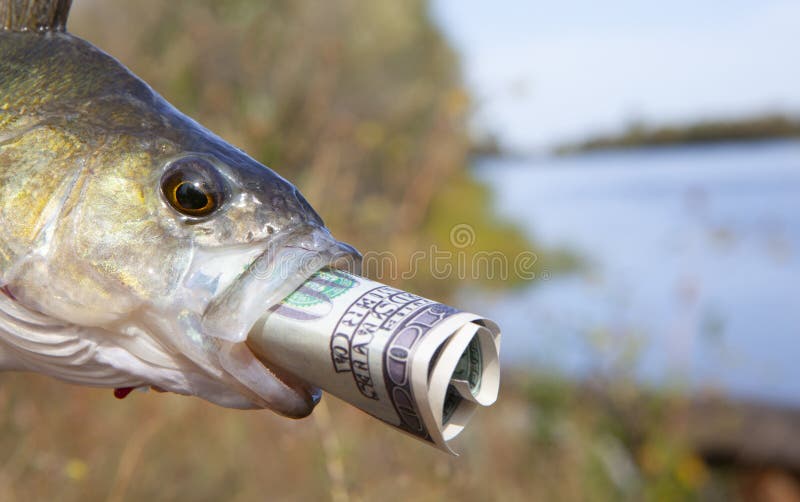 Image of Fish Money Banknote Stock Image - Image of bait, finance ...