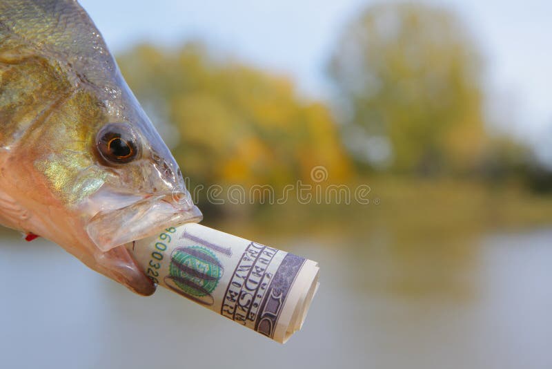 Fish money stock photo. Image of risk, sorprsa, fisherman - 12784686