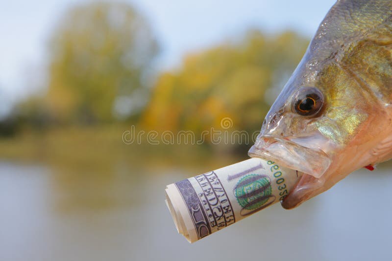 Image of Fish Money Banknote Stock Image - Image of finance, fish ...