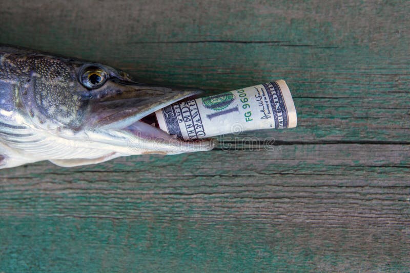 Image of Fish Money Banknote Stock Photo - Image of blue, buying: 197949892
