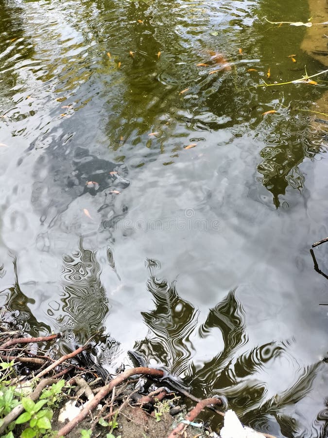 Image of Fish Pond with Colorful Fish Collection Stock Image - Image of ...