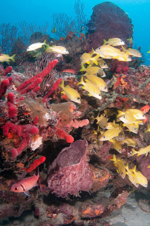 Image of Fish on a Reef in South Florida. Stock Photo - Image of fish ...