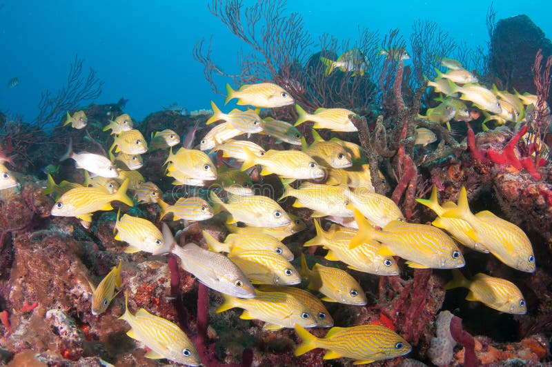 Image of Fish on a Reef in South Florida. Stock Image - Image of ...