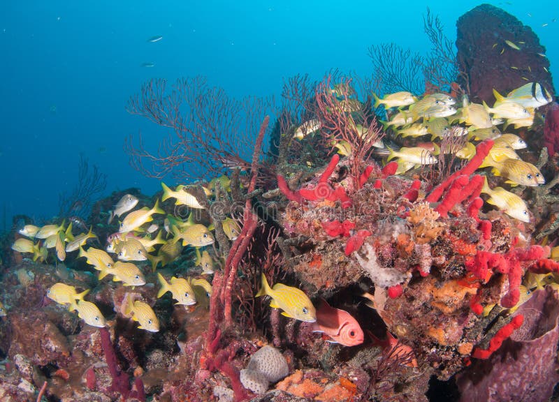Image of Fish on a Reef in South Florida. Stock Photo - Image of school ...