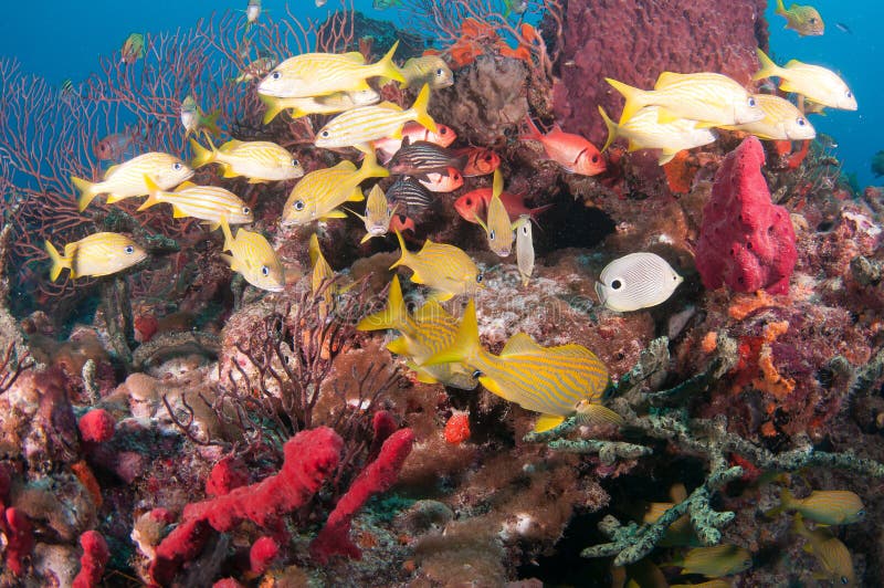Image of Fish on a Reef in South Florida. Stock Photo - Image of ...