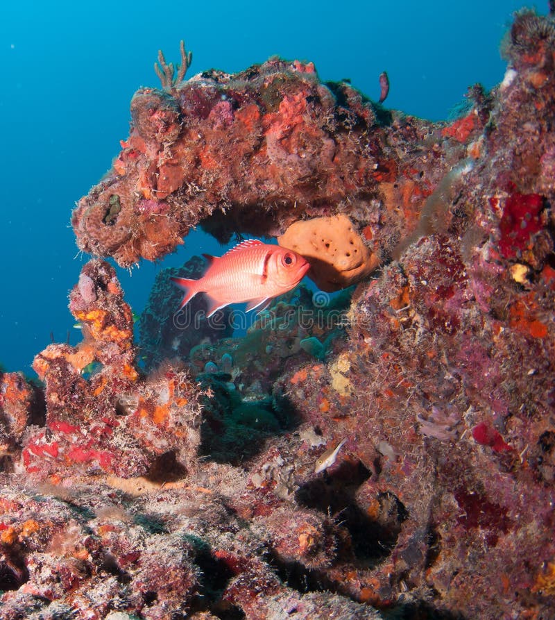 Image of Fish on a Reef in South Florida. Stock Photo - Image of marine ...