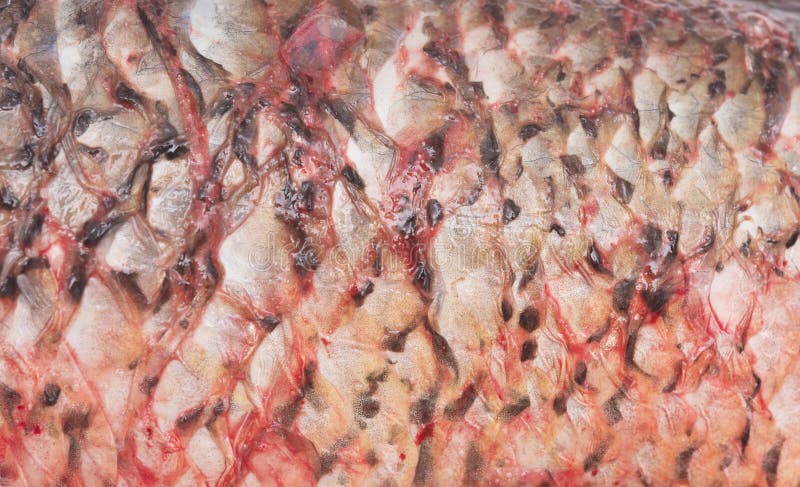 Fish skin stock image. Image of detail, skin, beautiful - 102286901