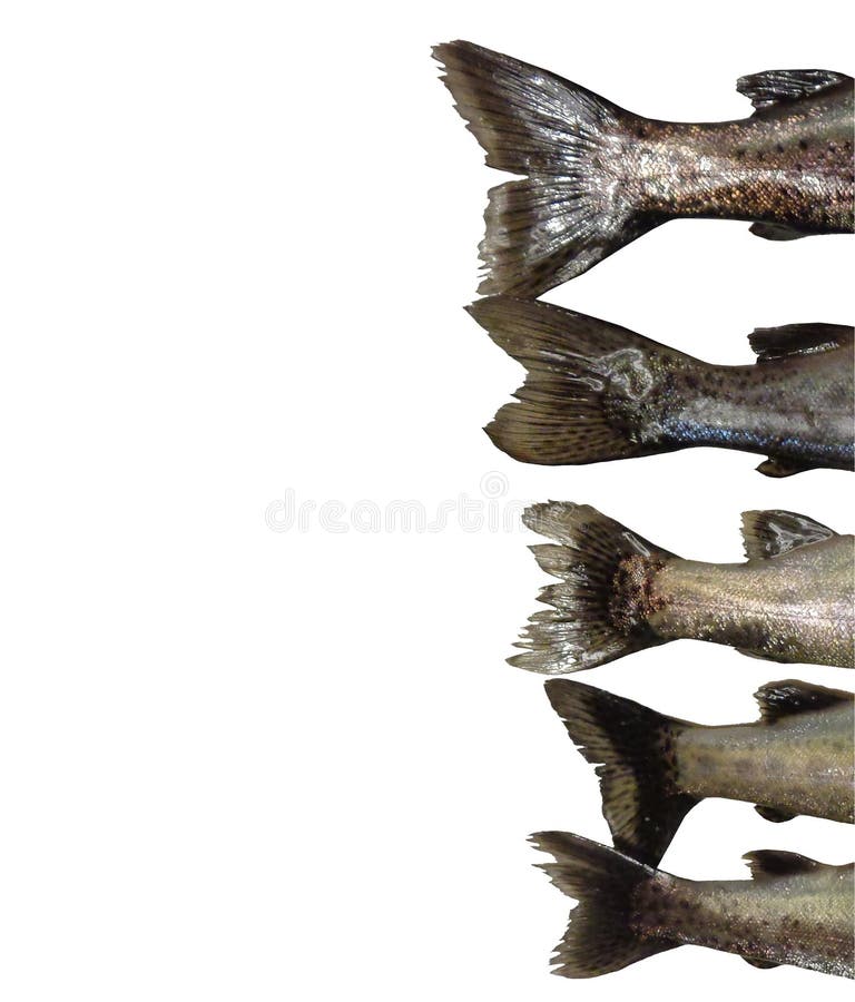 Five Fish Tails Isolated Oncorhynchus Mykiss Background Page R Stock ...