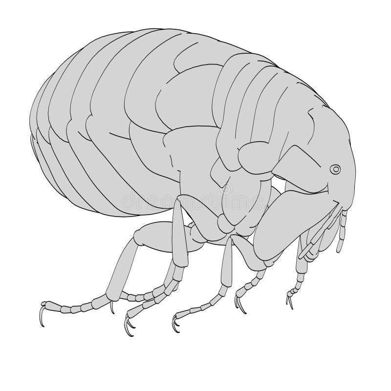 Image of flea bug stock illustration. Illustration of print - 36554995