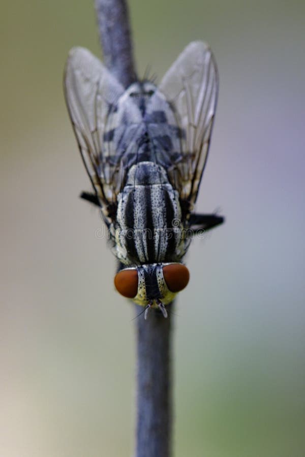 Image of a Flies Diptera on a Brown Branch. Insect Stock Photo - Image ...