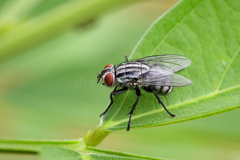 Image of a Flies Diptera on Green Leaves. Insect. Stock Image - Image ...