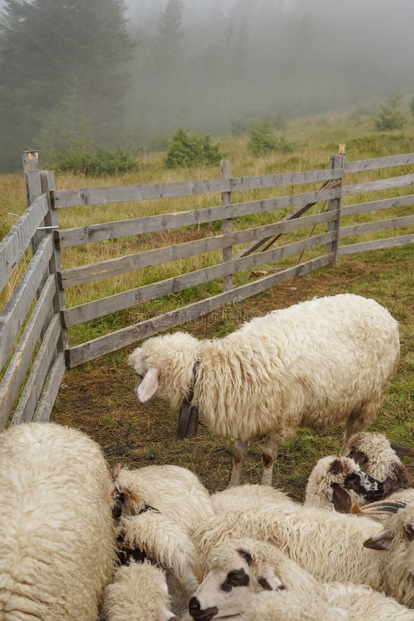 Image of a Flock of Sheep Grazing Freely among Trees Outdoors in a ...