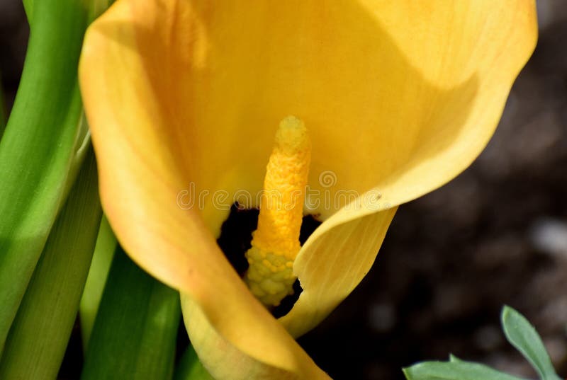 Colorful Flower with Back Lighting Stock Image - Image of pink, back ...