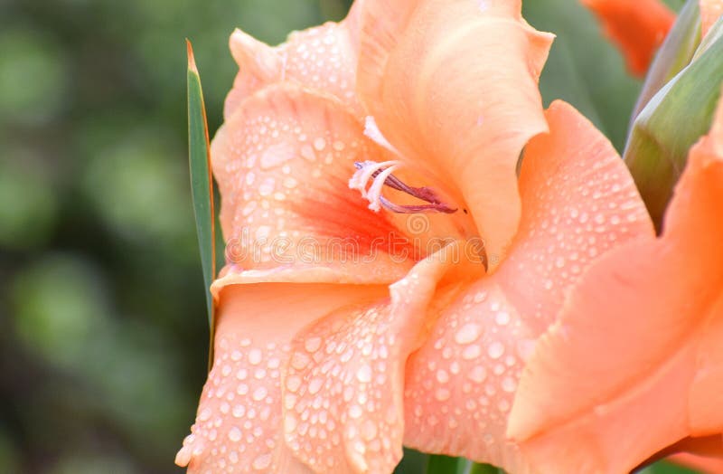 Colorful Flower with Back Lighting Stock Photo - Image of depth, plant ...