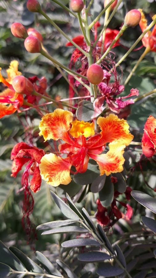 A Nice Flower Picture in Plant Stock Image - Image of branch, nature ...