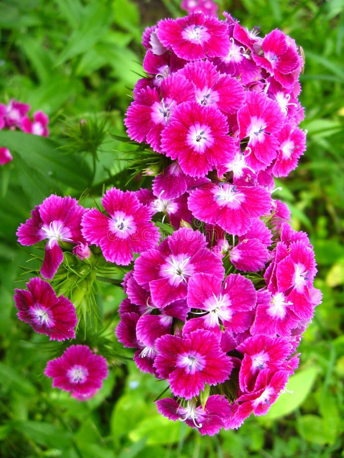 The Flower of Red Dianthus Barbatus Stock Photo - Image of beauty ...