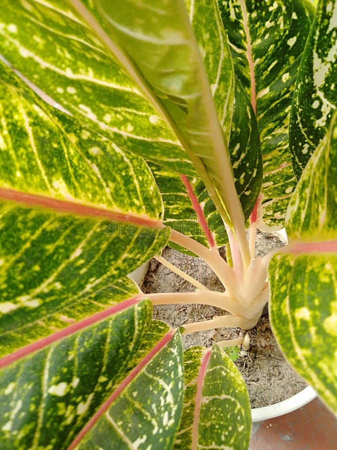 Image of a Flower Seen from Above the Tree Stock Image - Image of ...
