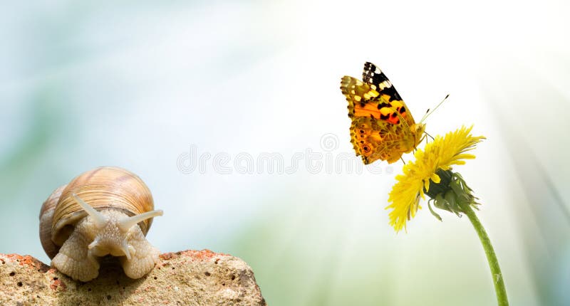 Image of a Flower, Snail and Butterfly in the Summer Garden Stock Image ...