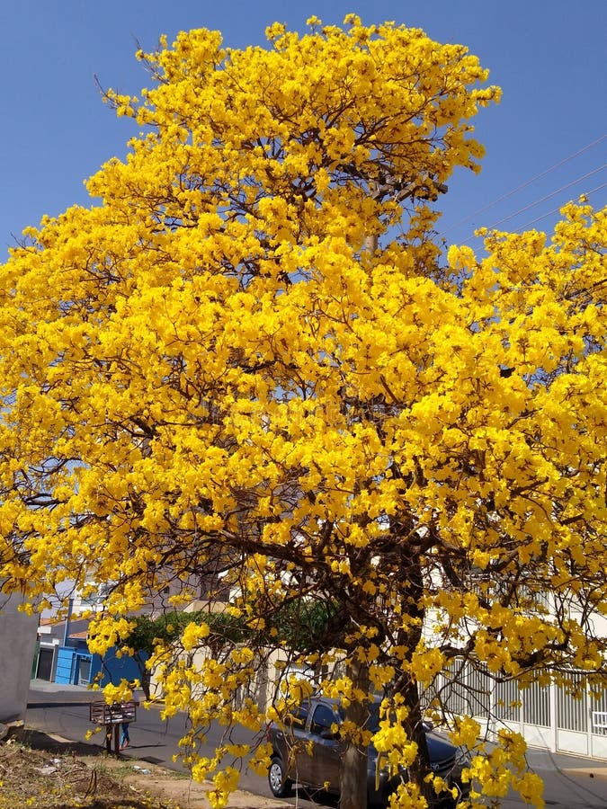 Image of a Flowering Yellow Ipe Stock Photo - Image of leaf, plot ...