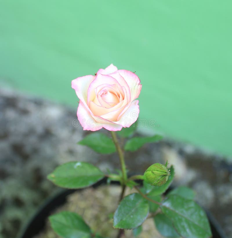 Image of Flowers Begin To Break Stock Image - Image of perfect, pink ...