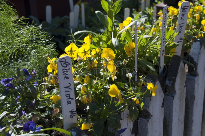 Flowers on Display stock image. Image of cultivated, green - 85389657