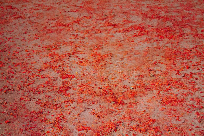 Image of Flowers Falling from the Trees on the Ground Stock Image ...