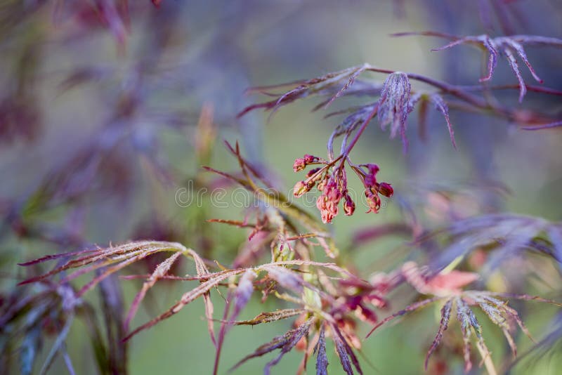 Image with the Flowers of a Japanese Maple Stock Image - Image of ...