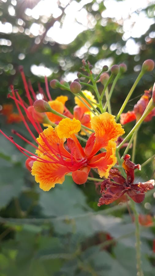 A Nice Flowers Picture in Plant Stock Photo - Image of evergreen, herb ...