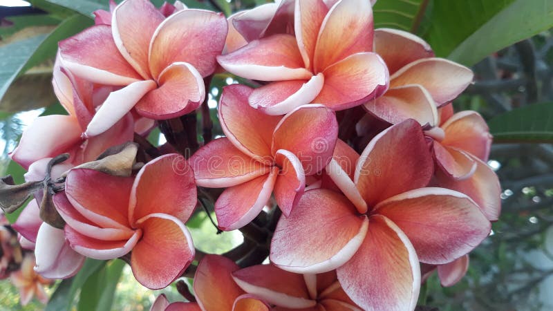 Some Nice Flowers Image in Tree Stock Photo - Image of plant, bouquet ...