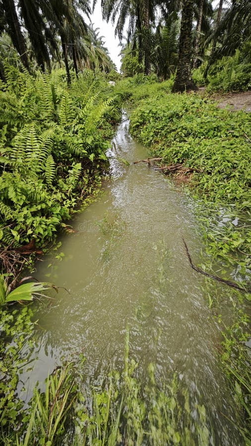Flowing Side Drain Water Along the Pathway after the Heavy Rain. Stock ...