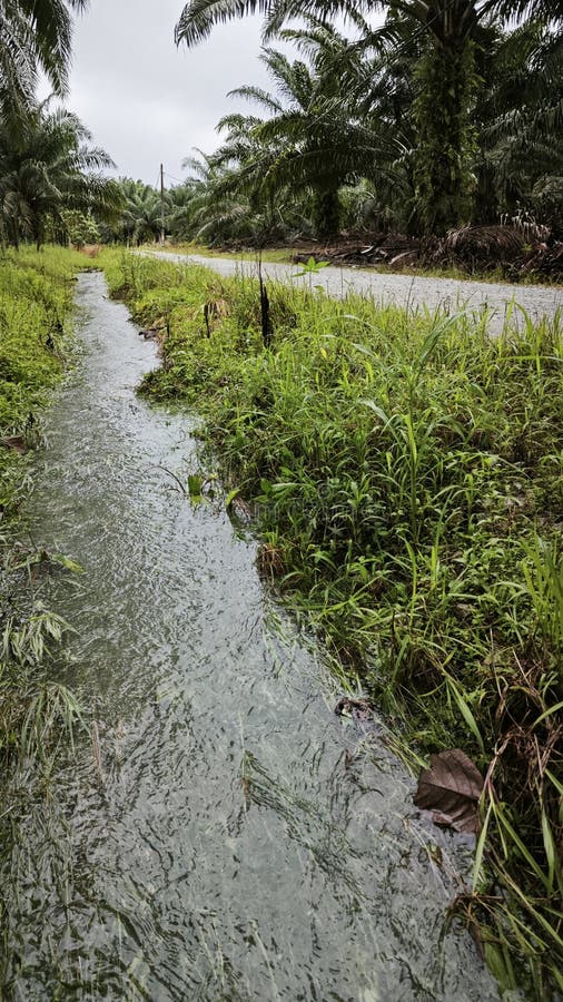 Flowing Side Drain Water Along the Pathway after the Heavy Rain. Stock ...