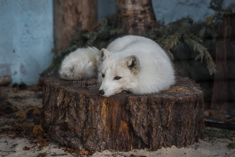 Arctic Fox Lying On Snow In Winter Stock Photo - Image of hornstrandir ...