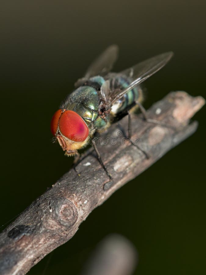Image of a Fly Diptera on Dry Branches. Insect. Stock Image - Image of ...