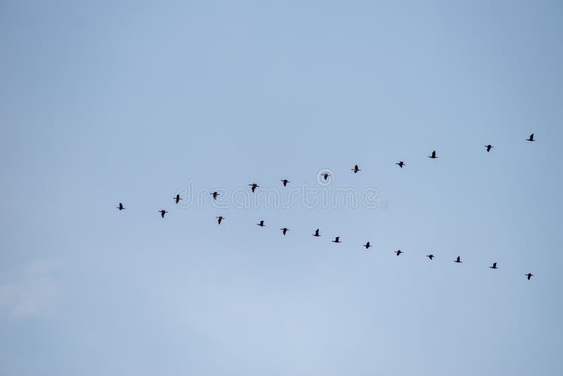 Image of a Flying Bird Flocking in the Blue Sky. Stock Photo - Image of ...