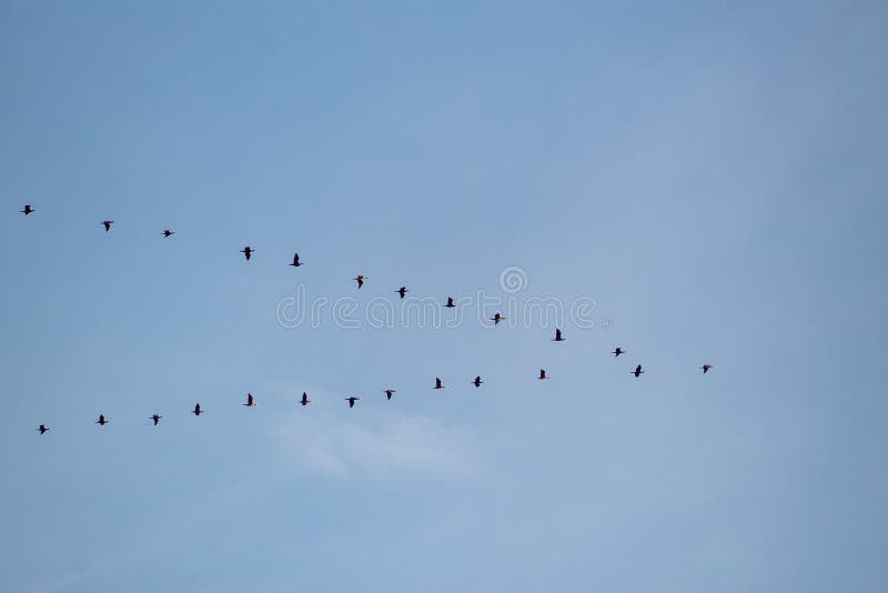 Image of a Flying Bird Flocking in the Blue Sky. Stock Photo - Image of ...