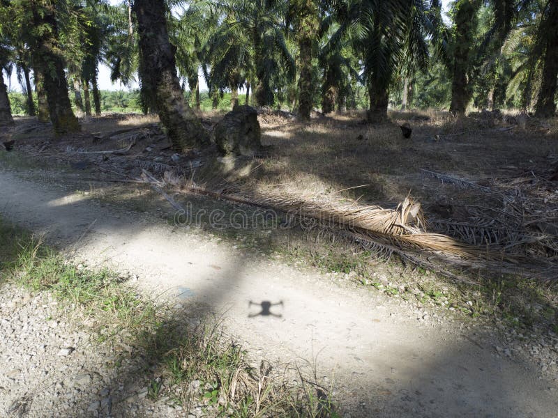 Flying Drone Cast it S Shadow on the Dirt Pathway. Stock Image - Image ...