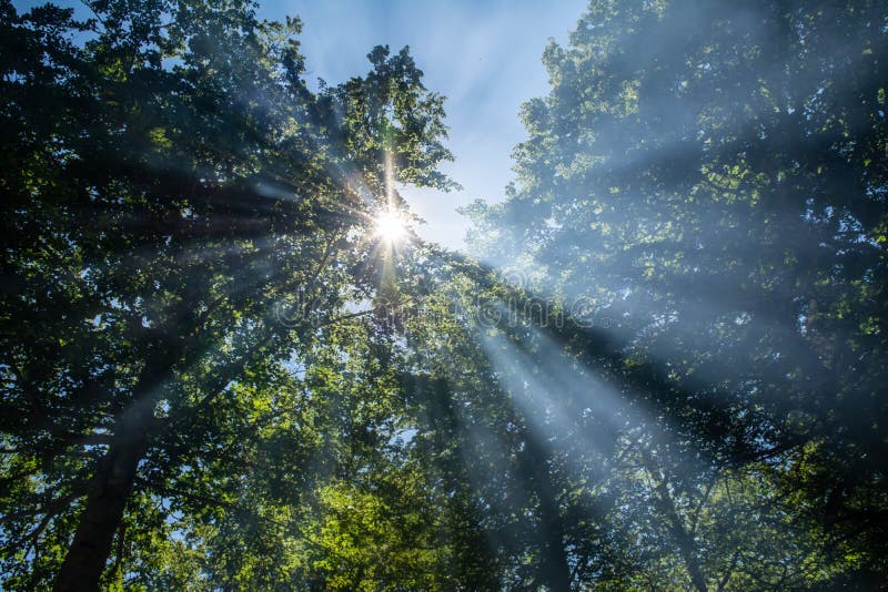 Image of a Forest from Below with Fog and Sun Rays Penetrating between ...