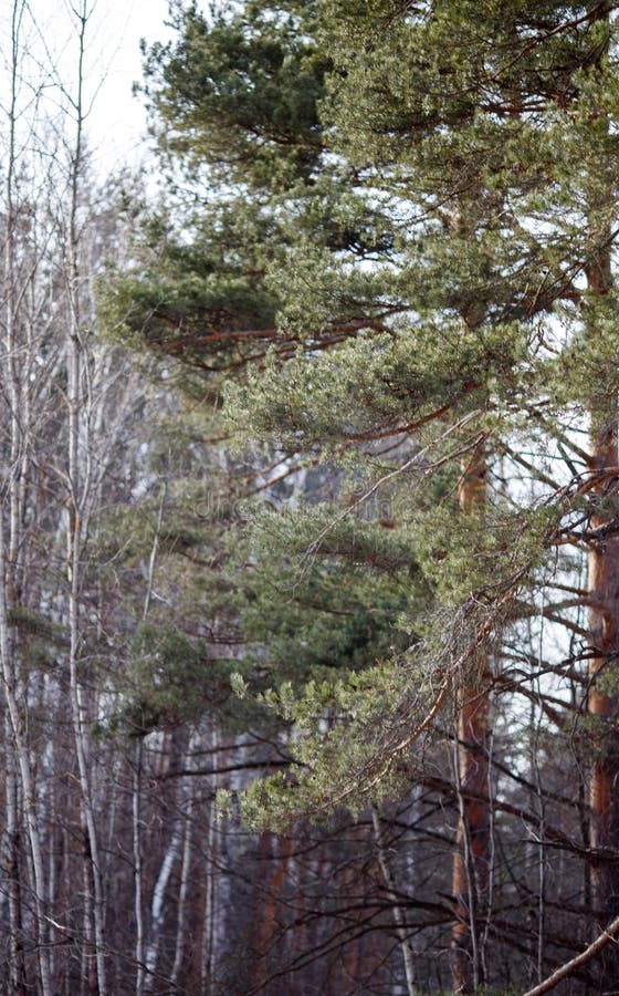 Image of Forest with a Little Bit of Snow Stock Photo - Image of forest ...