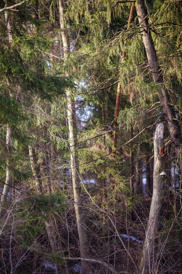 Image of Forest with a Little Bit of Snow Stock Image - Image of ...