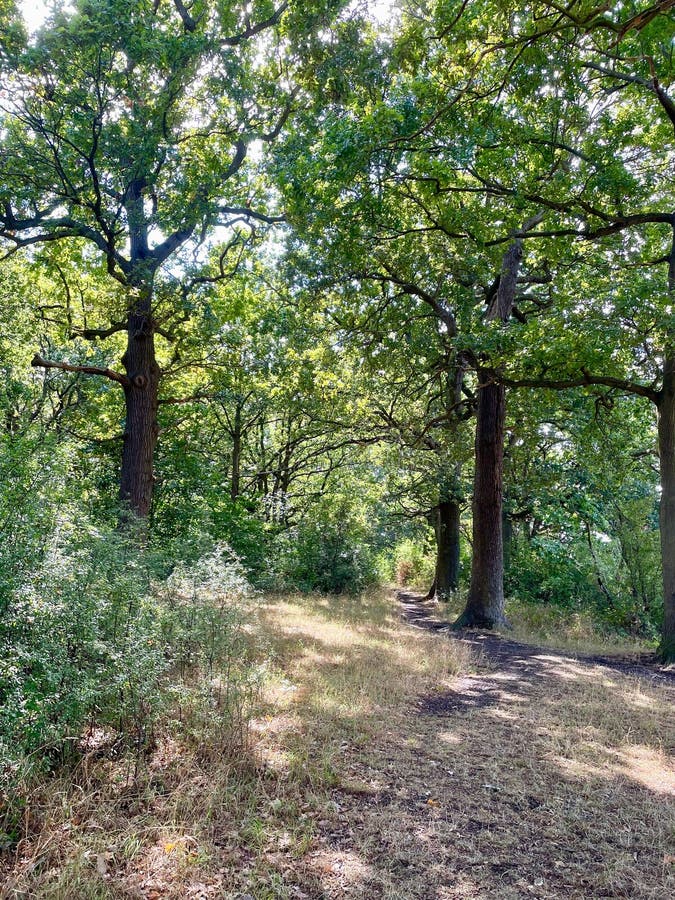 Forest path in summer stock photo. Image of meadow, park - 254556910