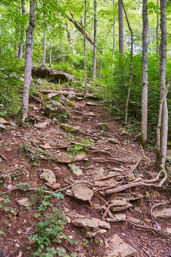 Forest Path with Tree Roots Exposed and Stones As a Walking Trail Stock ...