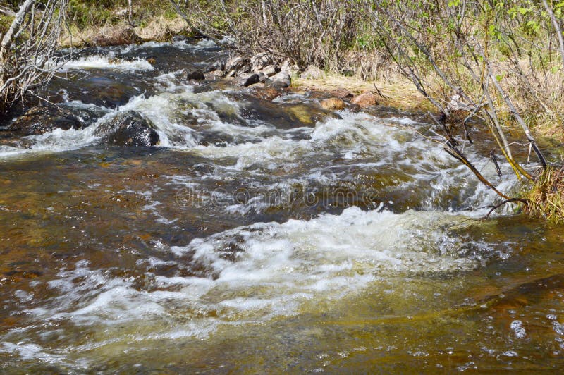 Forest stream in spring stock photo. Image of stream - 248715946