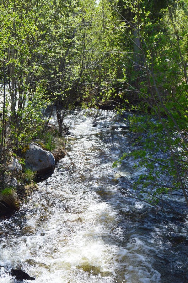Forest stream in spring stock photo. Image of murmansk - 248715942