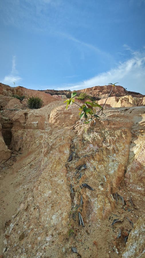 Formation Scene Around the Soil Texture and Pattern of the Limestone ...